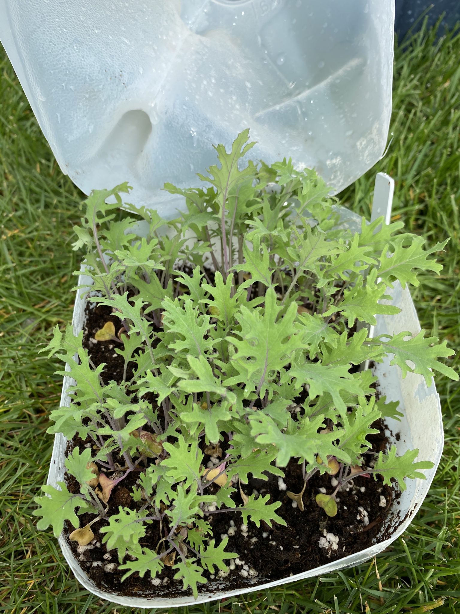 How to make organic Kale Chips - Little Lisa's Gluten-Free Nosh
